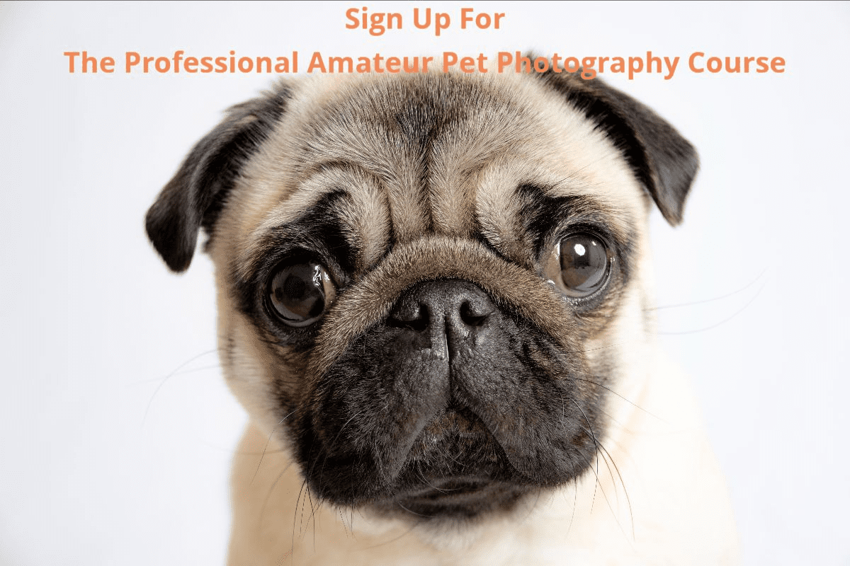 Pet Photography: More than photos - The Art and Photography of Stefan ...